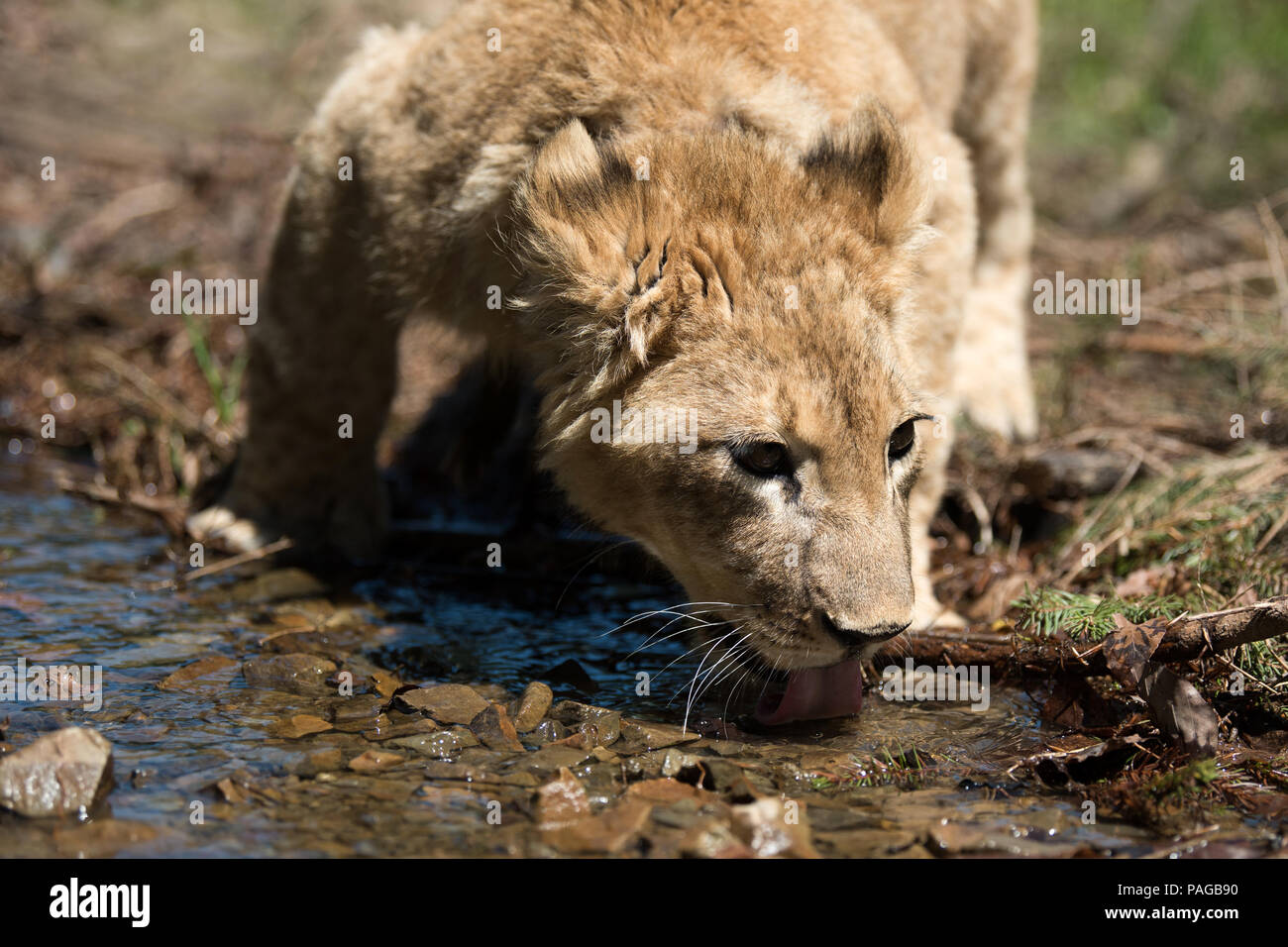Close young lion cub drink water Stock Photo - Alamy