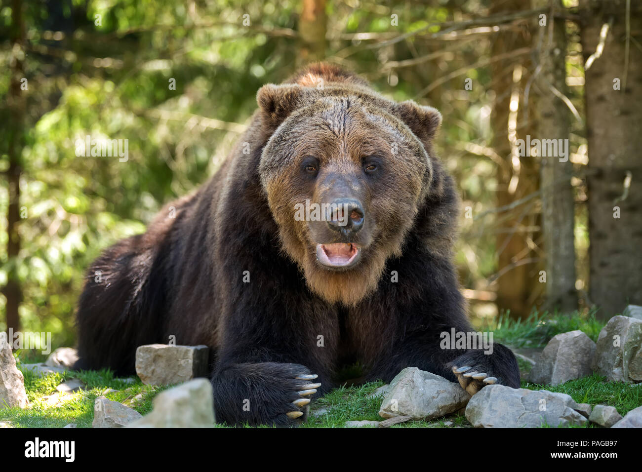 European brown bear in a forest. Wild animal in the nature habitat ...