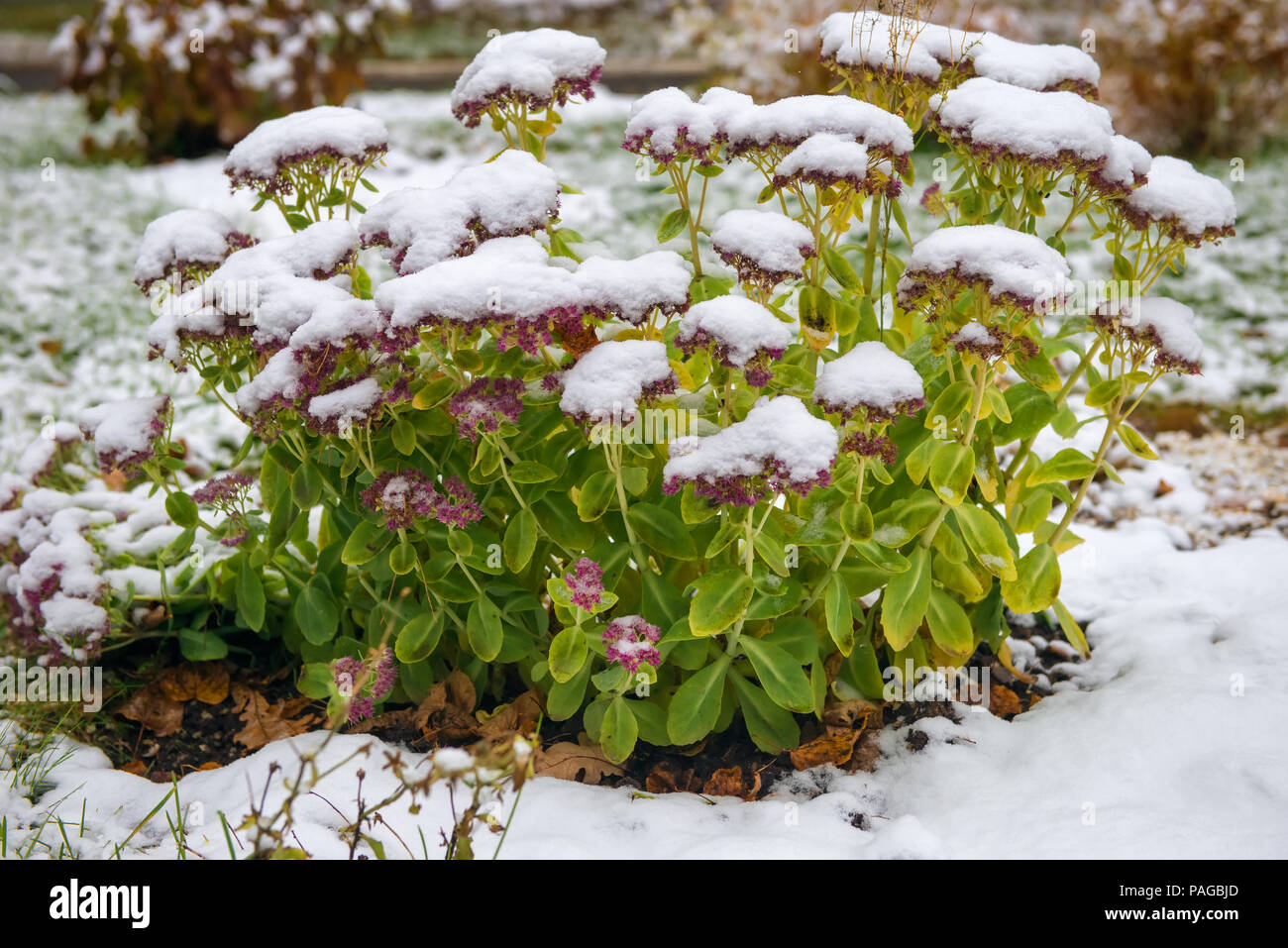 Cleansing prominent, or sedum remarkable (Sedum spectabile). First snow ...