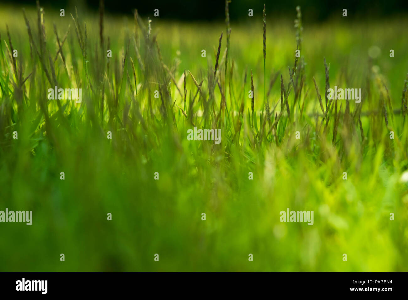 Hit by sunlight hi-res stock photography and images - Alamy