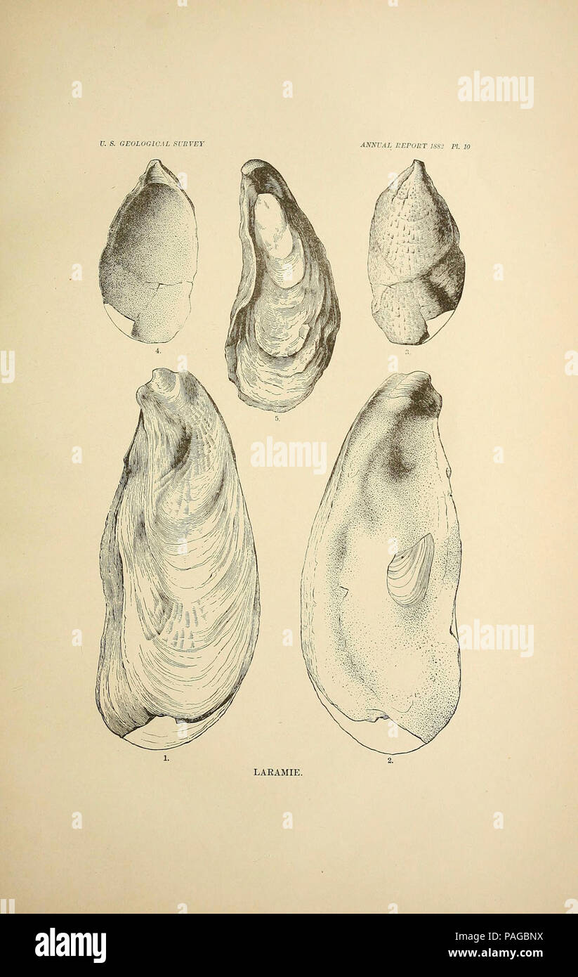 Non marine fossil mollusca of north america hi-res stock photography ...