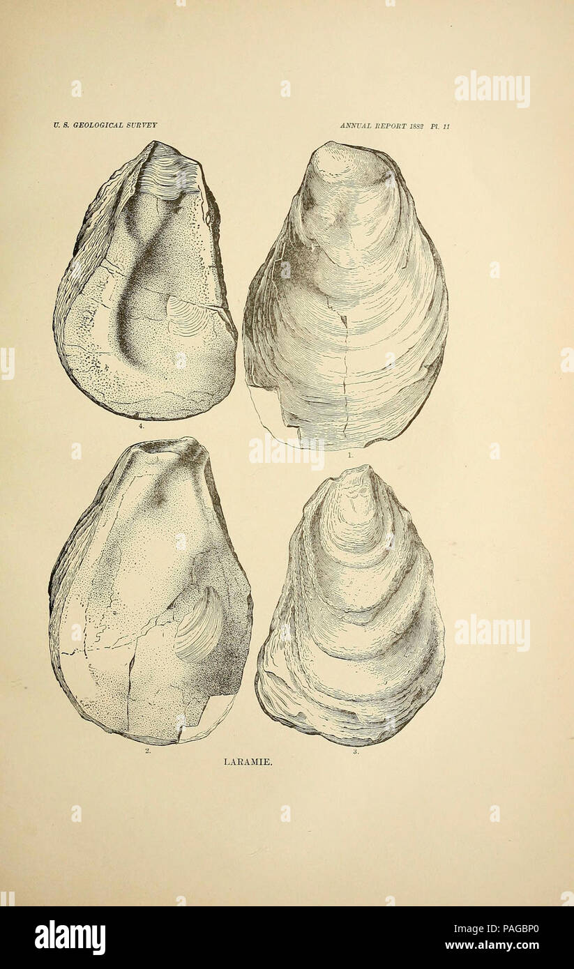 A review of the non-marine fossil mollusca of North America, Washington ...