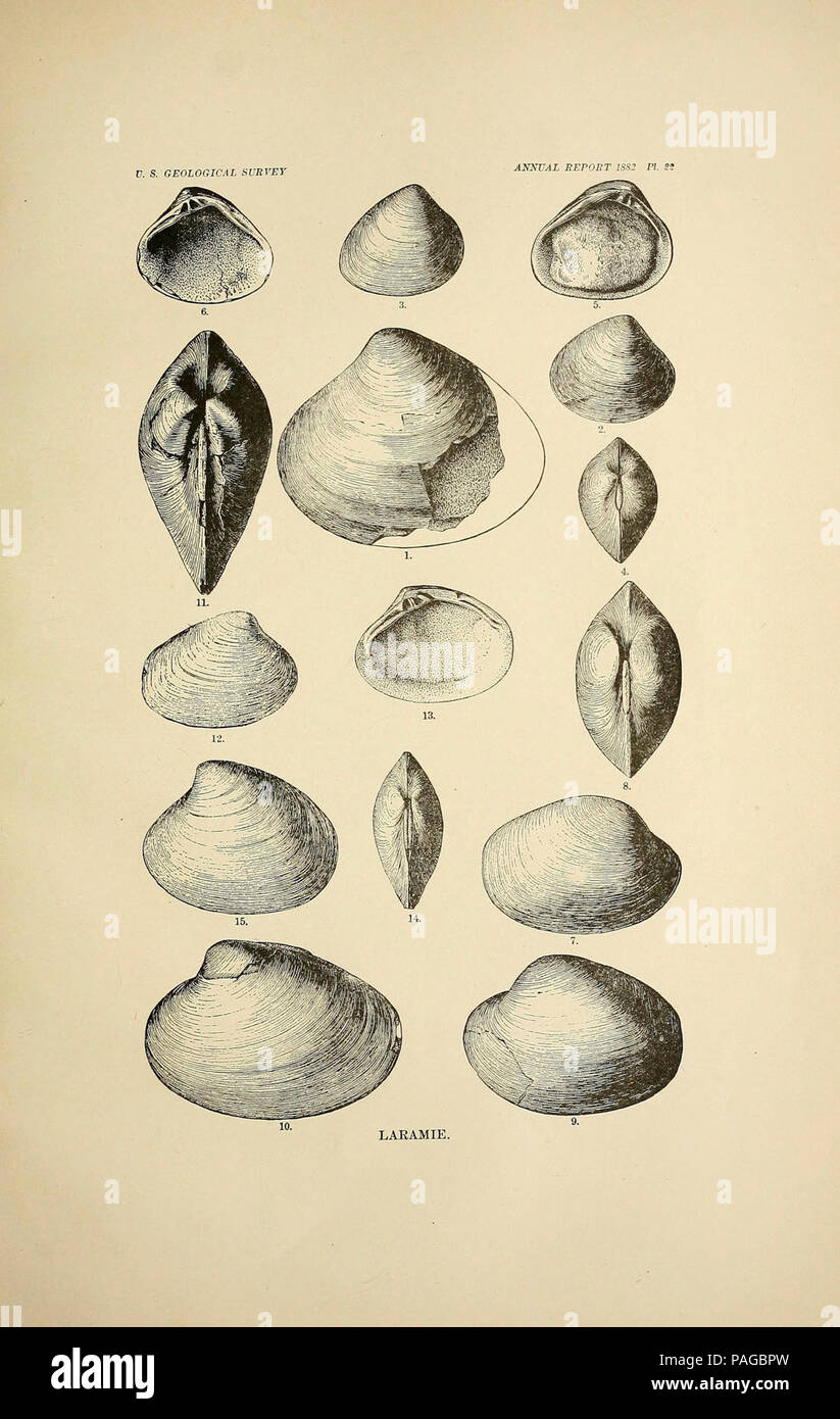 Non marine fossil mollusca of north america hi-res stock photography ...