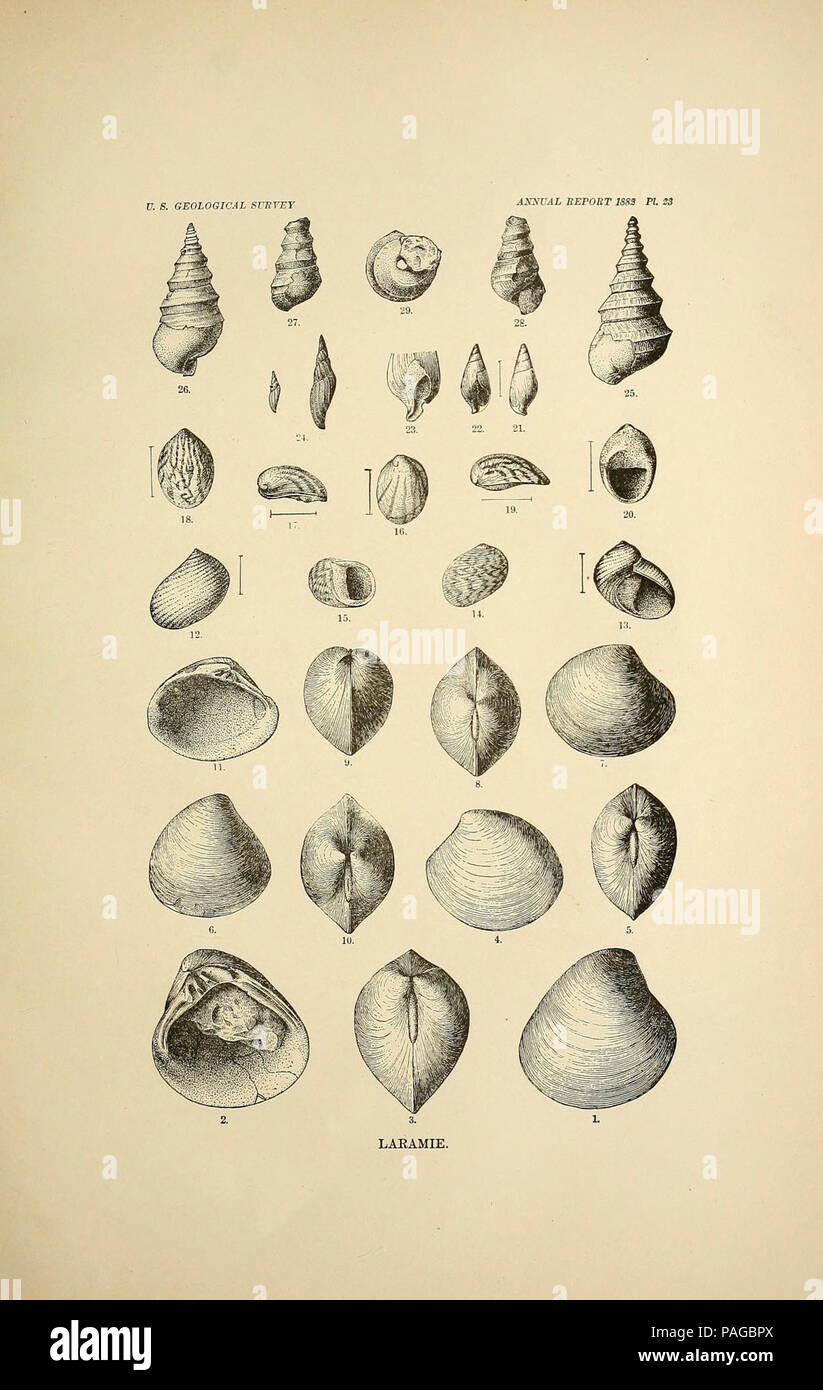 A review of the non-marine fossil mollusca of North America, Washington ...