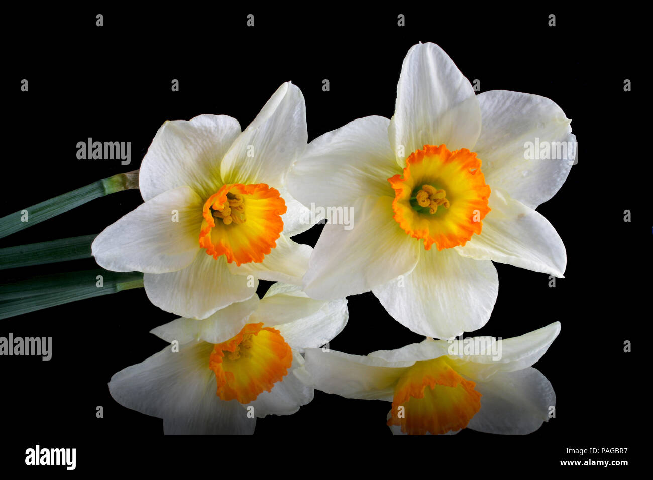 Reflective petals hi-res stock photography and images - Alamy