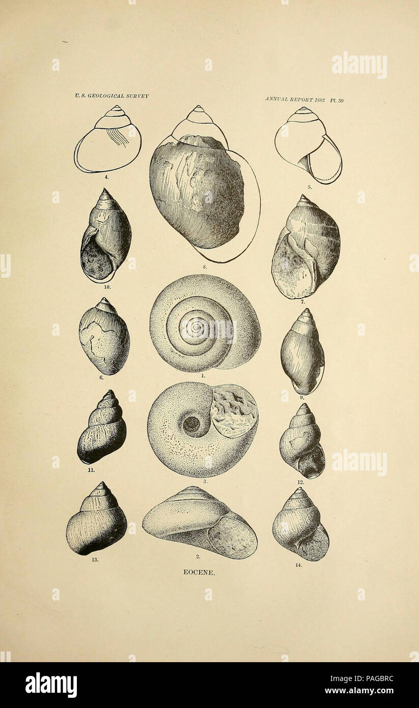 A review of the non-marine fossil mollusca of North America, Washington ...