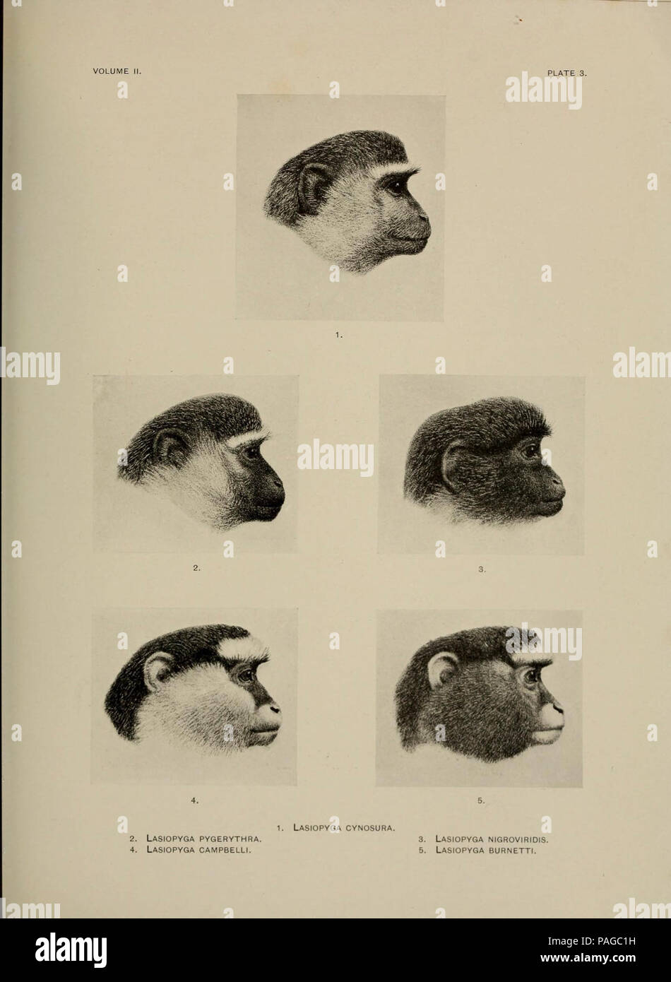 Primates in art hi-res stock photography and images - Alamy