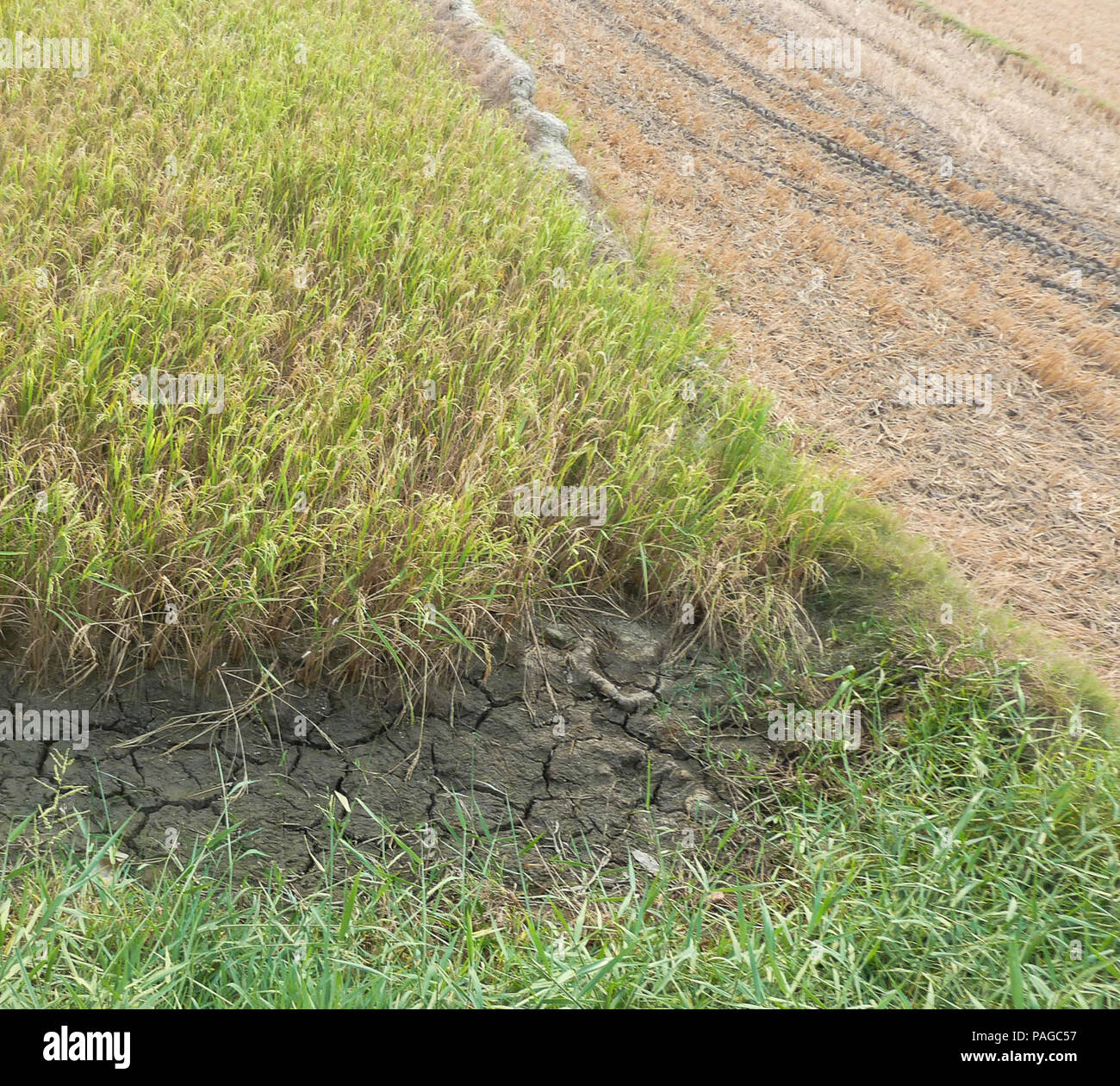 A rice field in Ben Tre province Stock Photo - Alamy