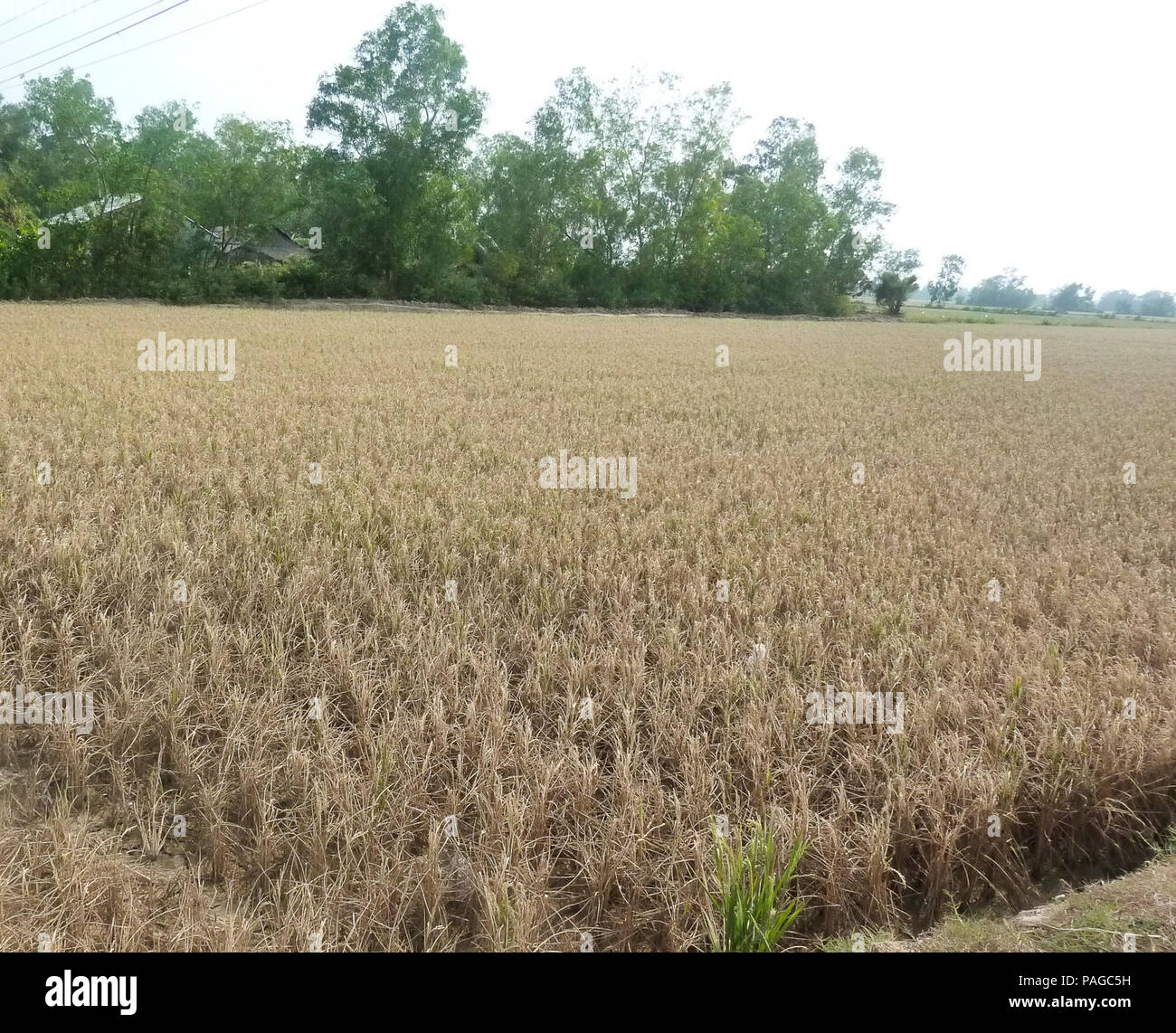 A rice field in Ben Tre province Stock Photo - Alamy
