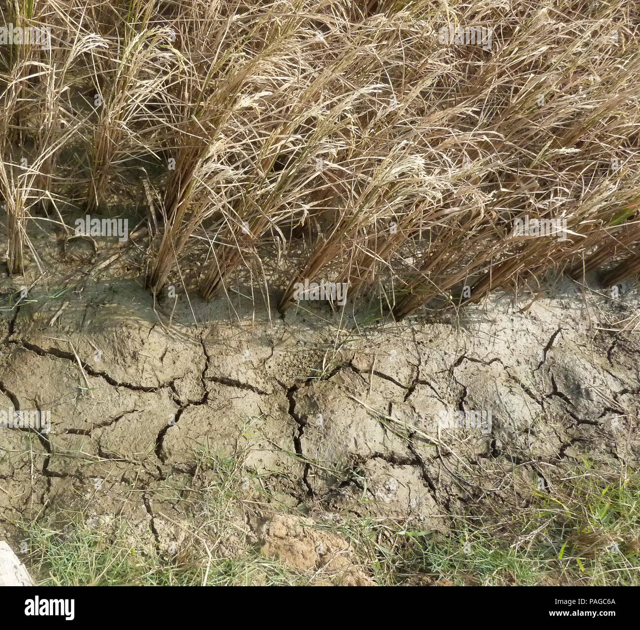 Tra vinh hi-res stock photography and images - Alamy