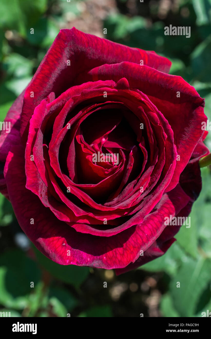 Colorful fresh rose in the close up view Stock Photo - Alamy