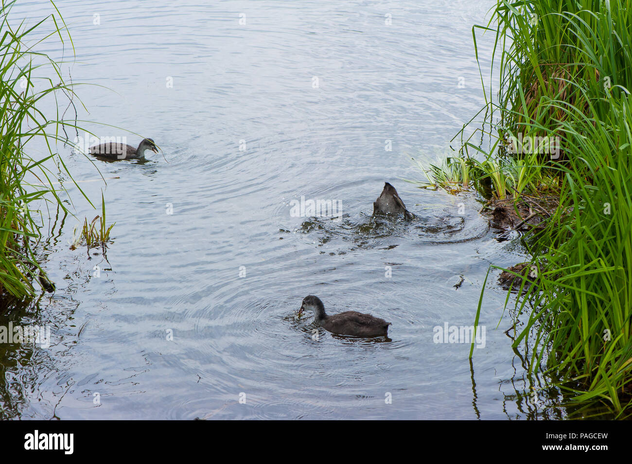 Feeding ducks river bank hi-res stock photography and images - Alamy