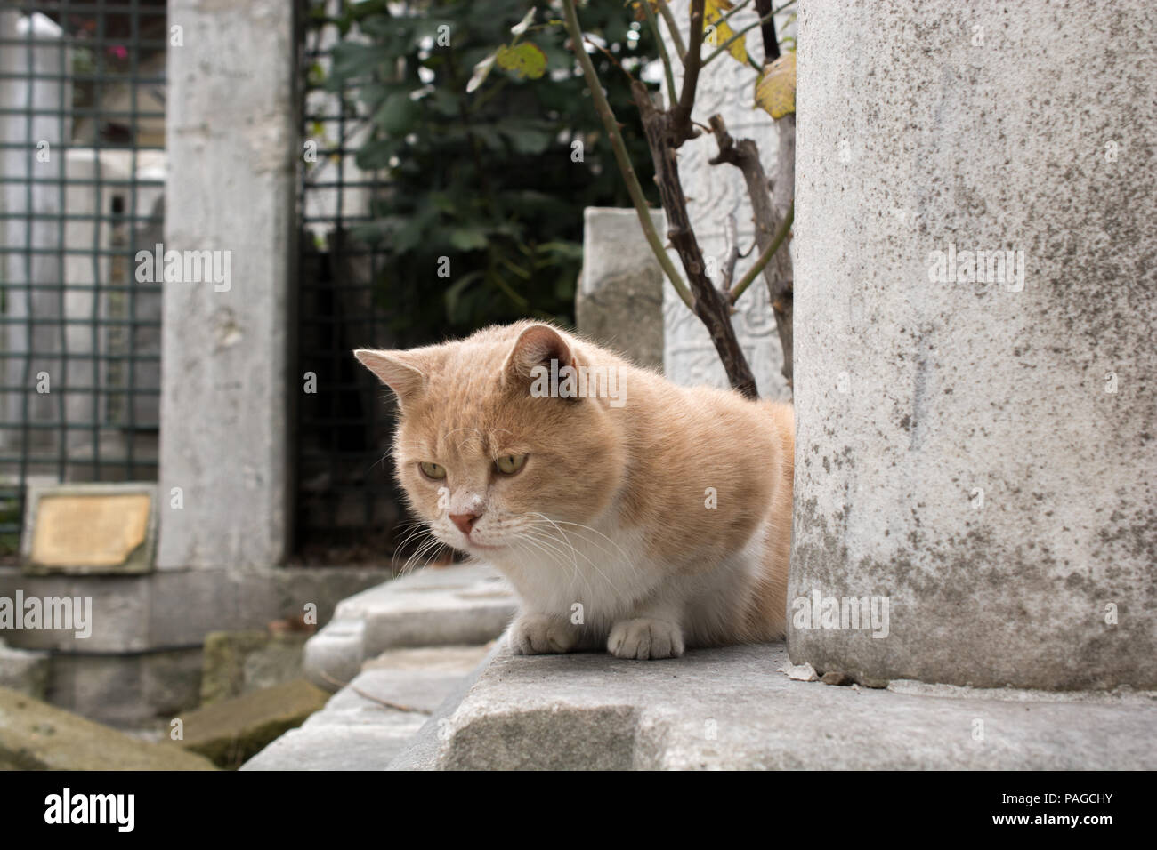 Stray cat seen in the street of the city Stock Photo - Alamy