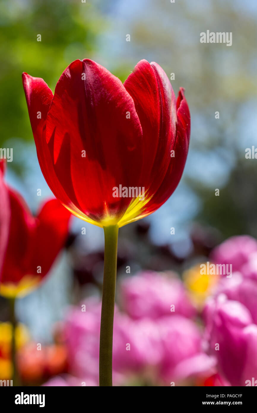 Outstanding colorful tulip flower bloom in the spring garden Stock ...