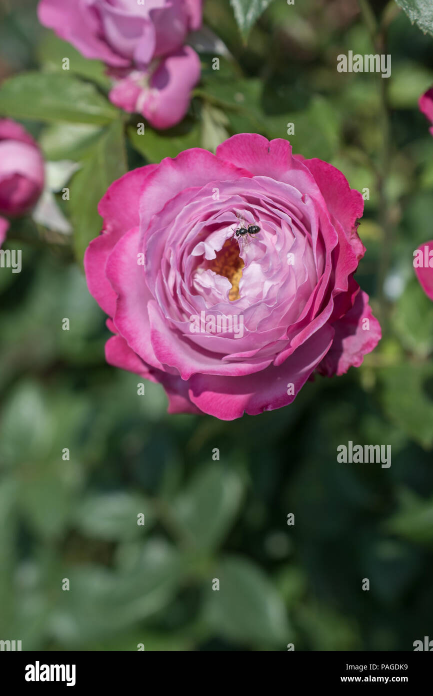 Blooming beautiful colorful rose bud in garden nature background Stock ...