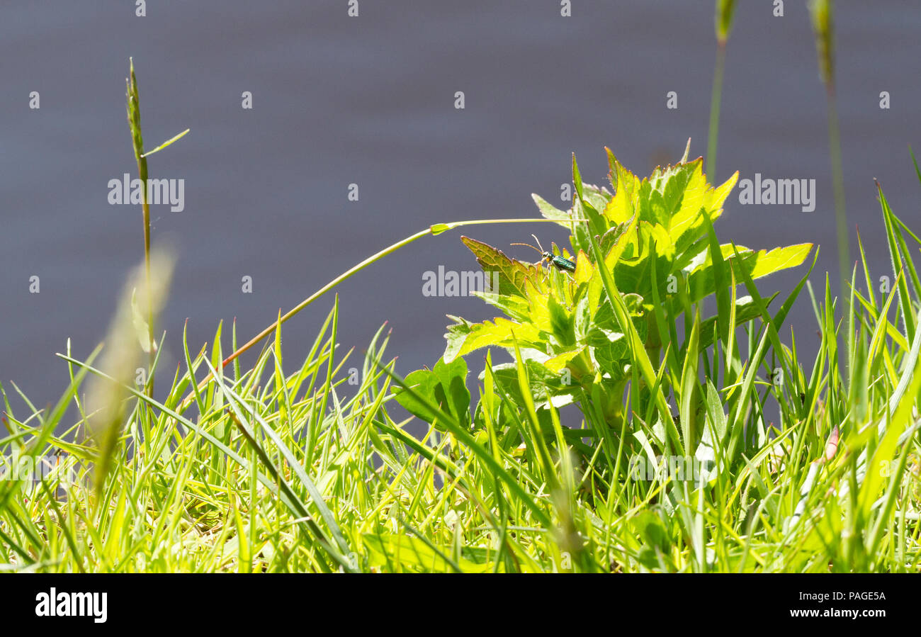 Prairie grass waterside, grass at a dutch lake Stock Photo - Alamy
