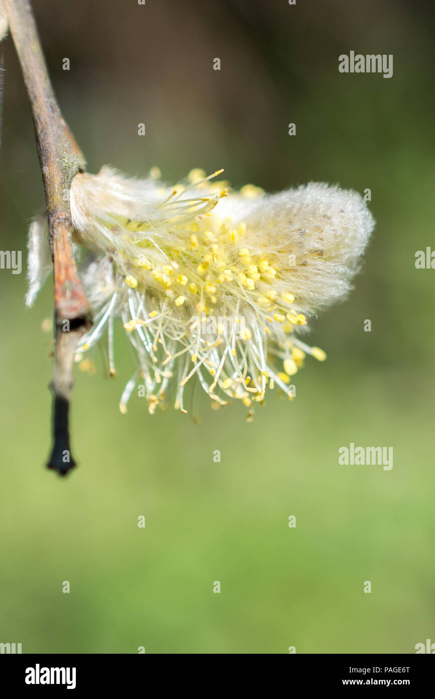 Tree bloom blossom beautiful flowers in spring season Stock Photo - Alamy