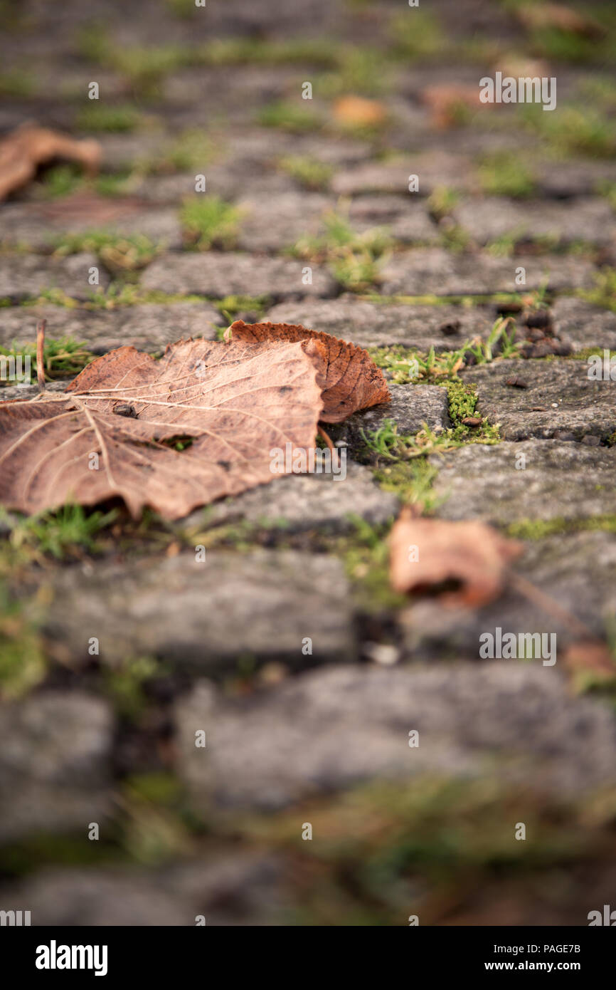 Old Cobbled Stones Road Close up with Autumn Leaves Stock Photo - Alamy
