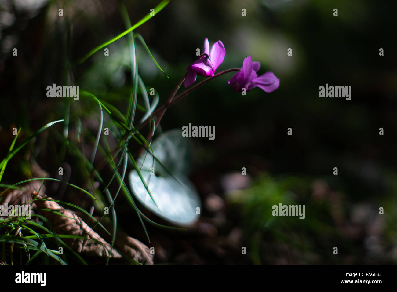 Wild cyclamen in nature in the forest in the rays of the sun Stock ...