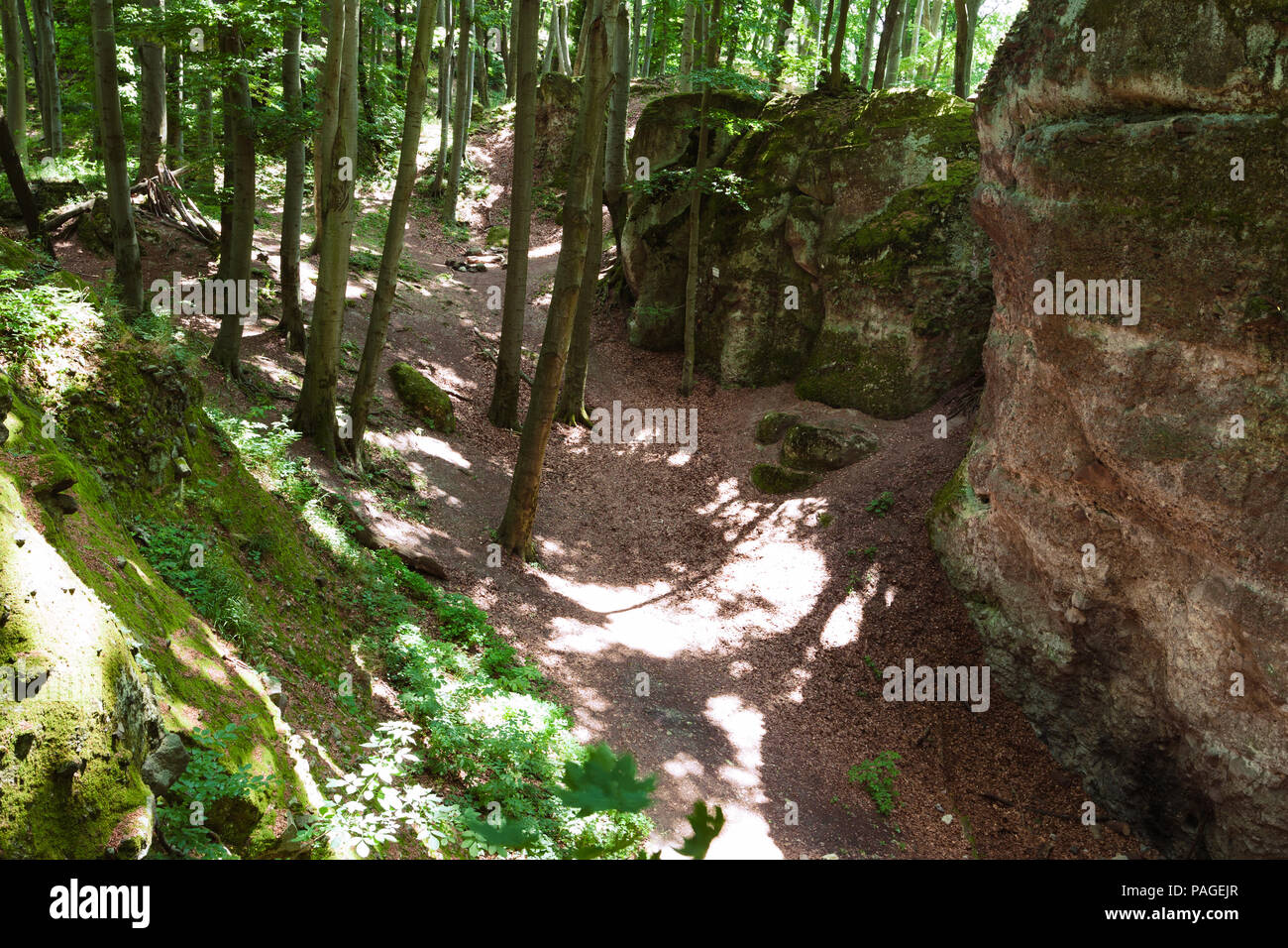 Sunny tree gap forest hi-res stock photography and images - Alamy