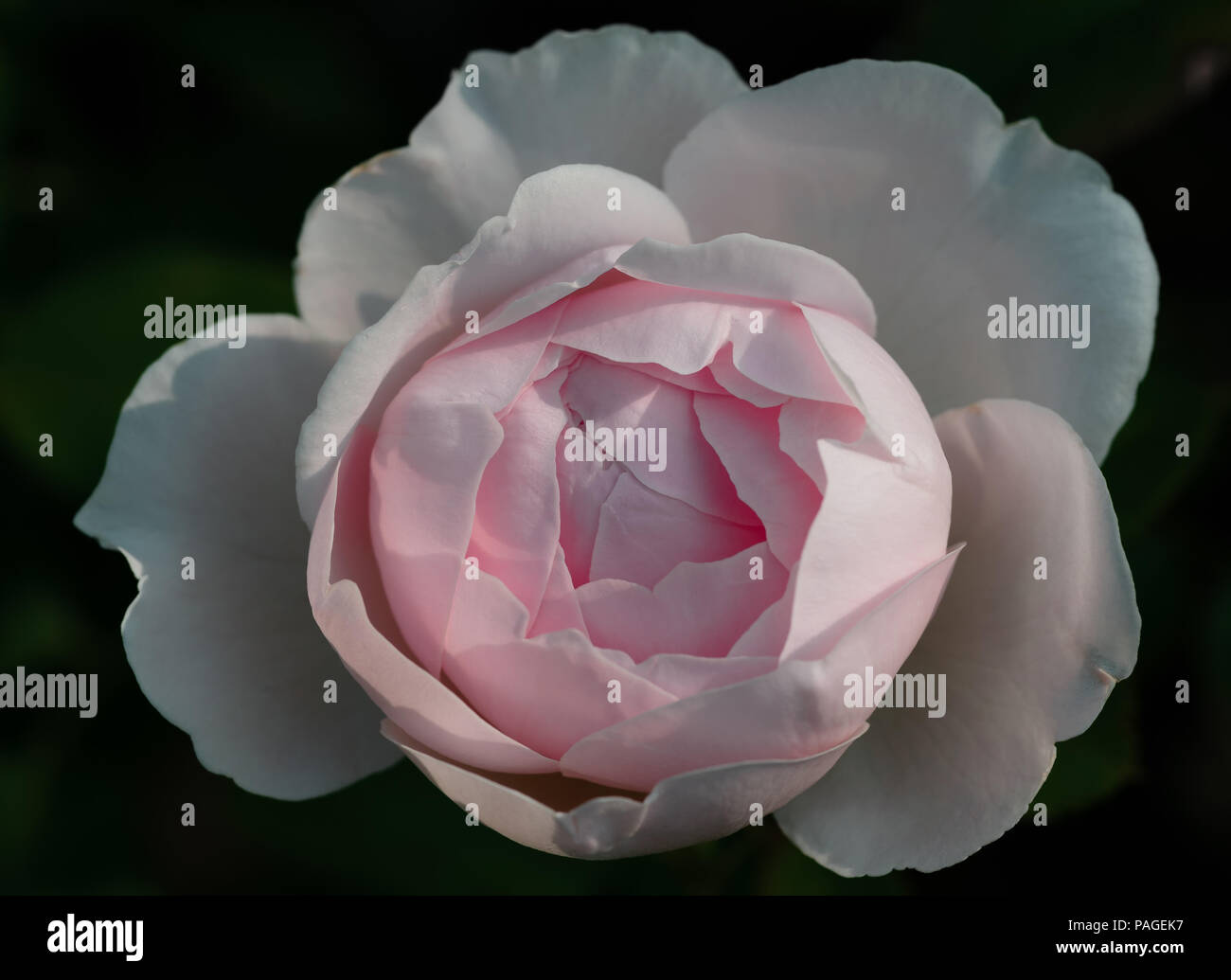 Gentle hermione rose hi-res stock photography and images - Alamy