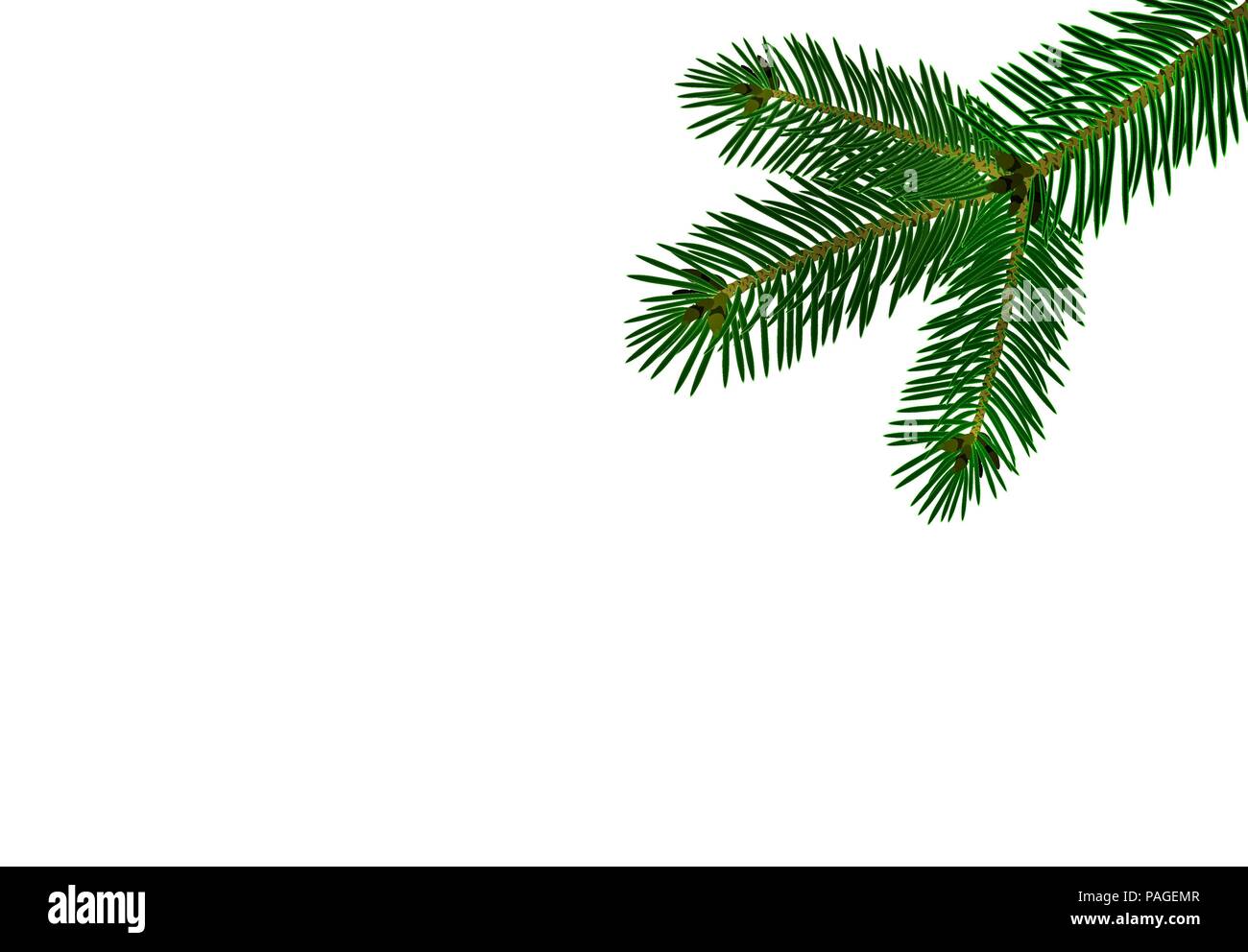 Green realistic branch of fir or pine close-up. Isolated on white ...