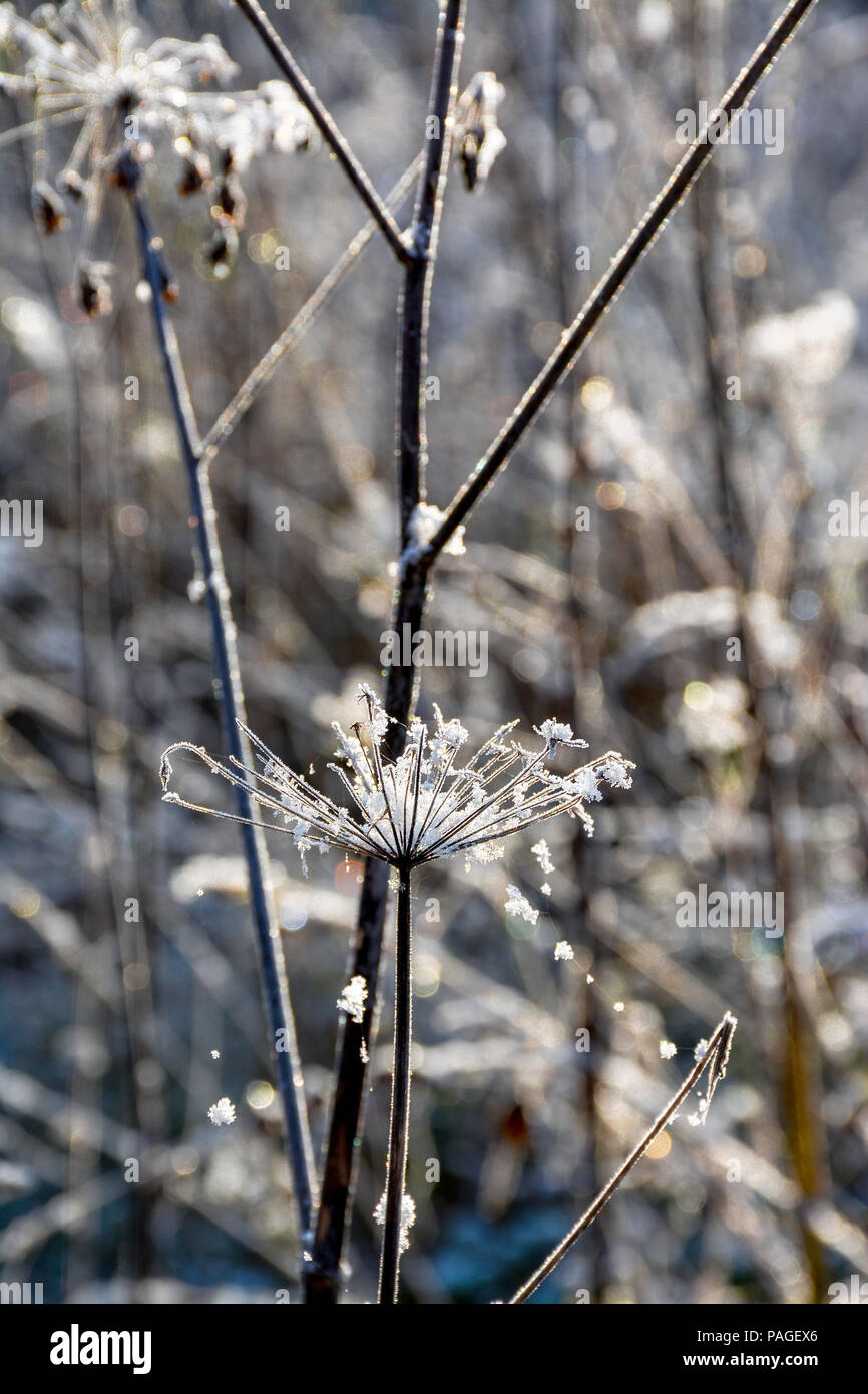 Frosty autumn morning in a forest Park. Leaves and plants in frost ...