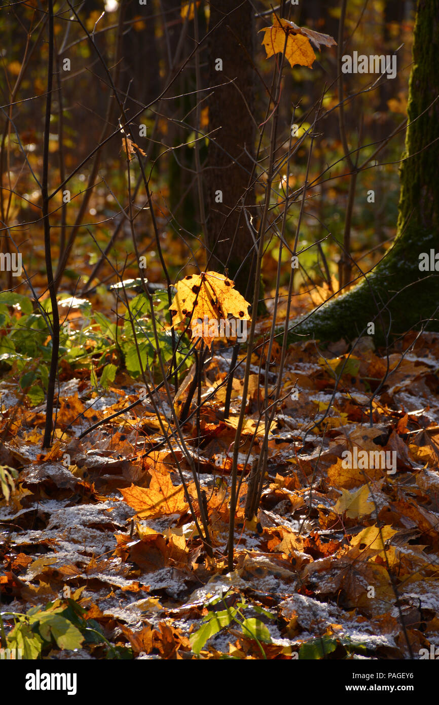 Frosty autumn morning in a forest Park. Leaves and plants in frost ...