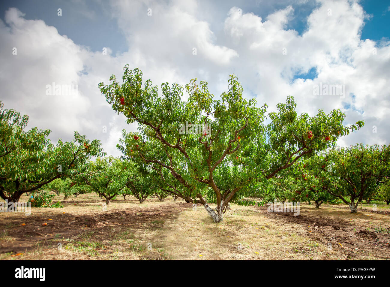 Peach tree with fruits growing in the garden. Peach orchard Stock Photo ...