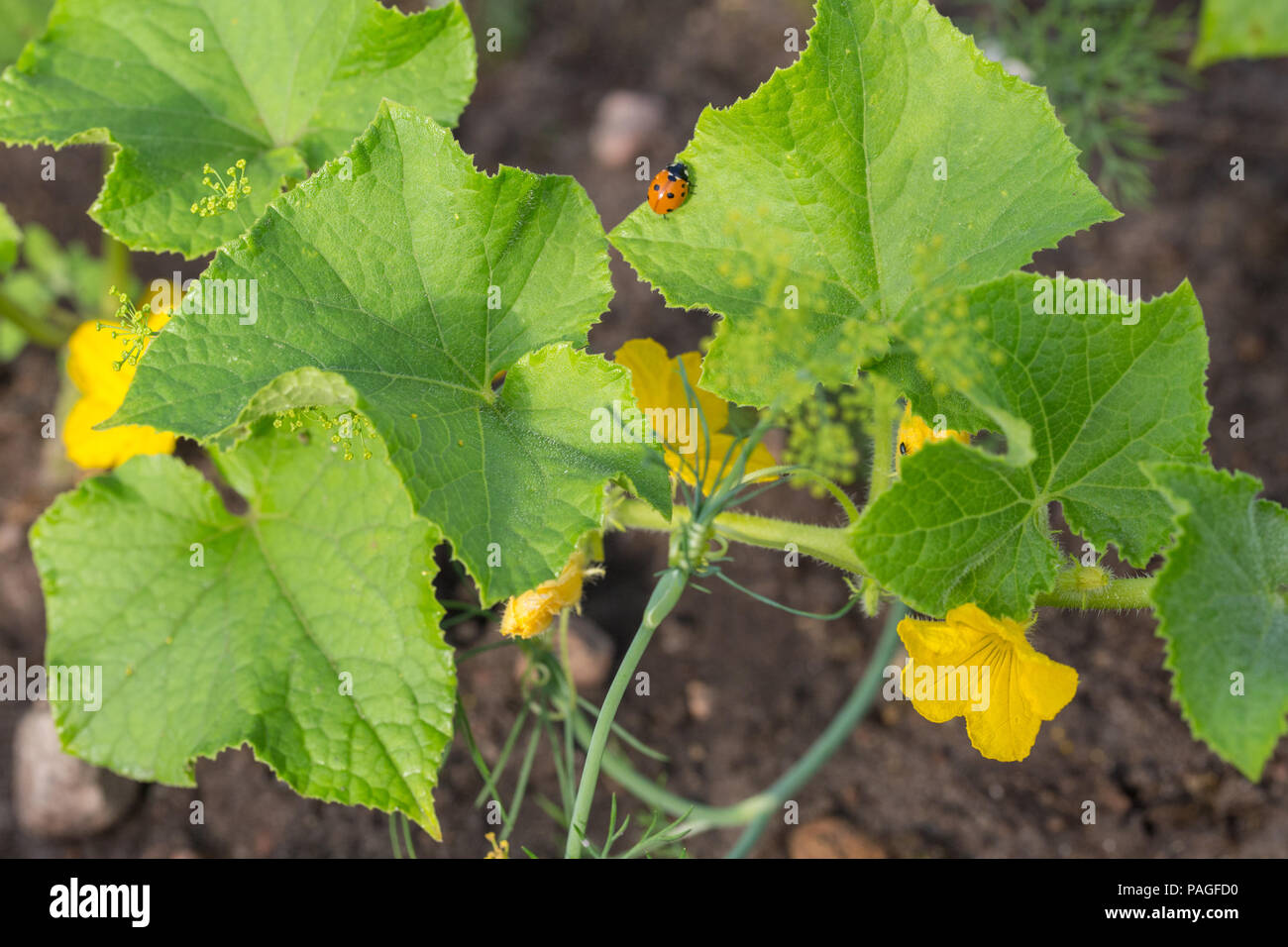 Vegetable garden. Country style Stock Photo - Alamy