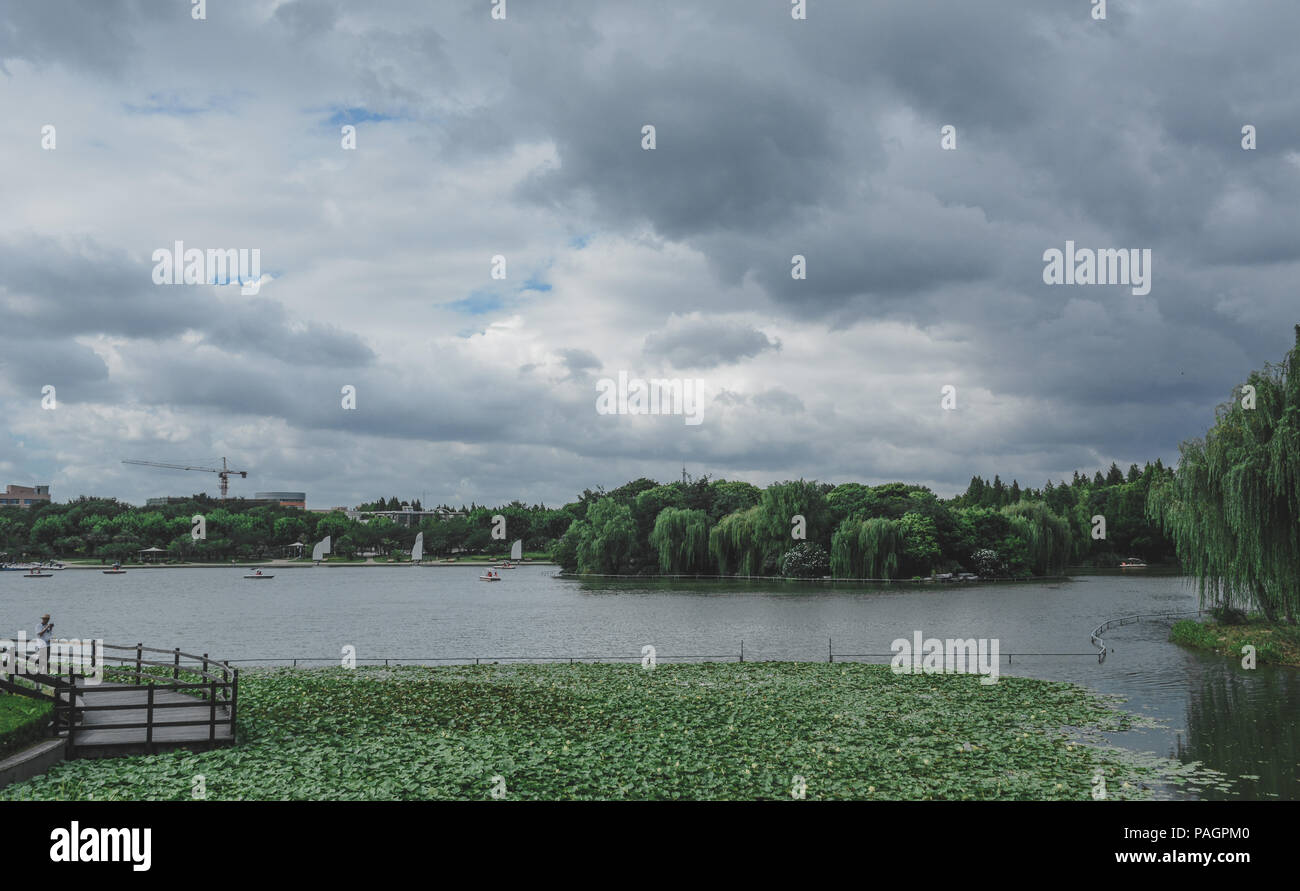 Shanghai, Shanghai, China. 23rd July, 2018. Shanghai, CHINA-Sunflowers ...