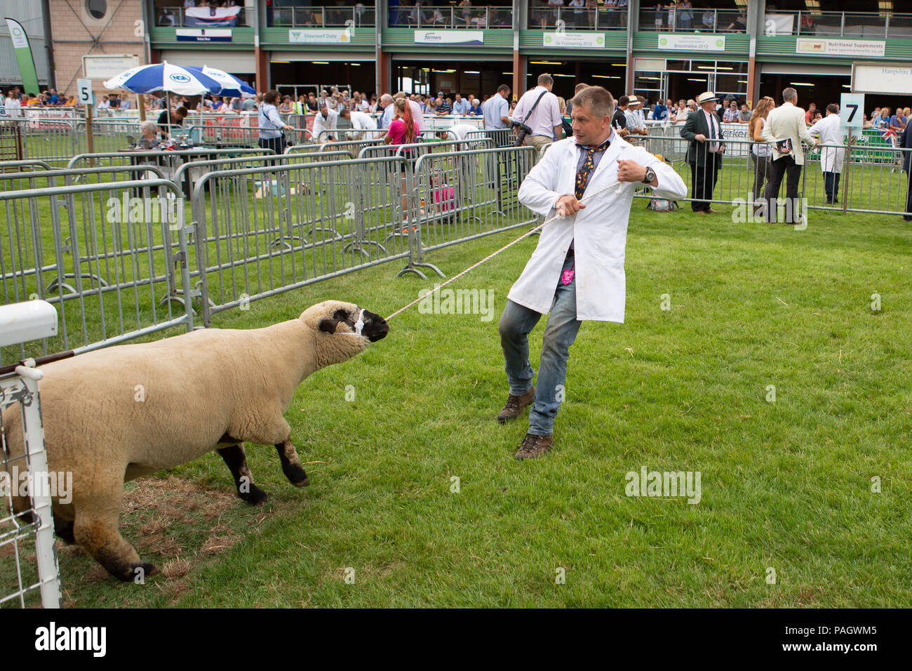A man struggles with his prize-winning Hampshire Down sheep at the ...