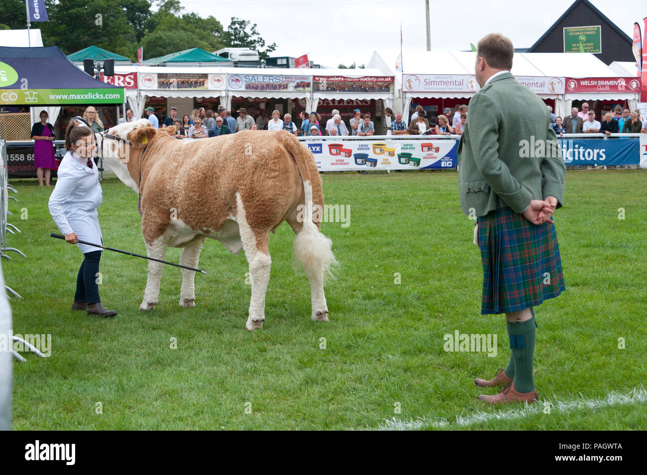 Llanelwedd, Powys, UK. 23rd July 2018. A judge in kilt judges Simmental ...