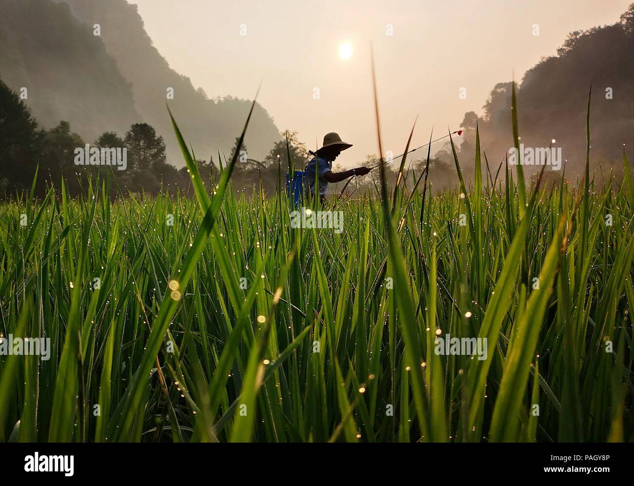 Zhangjiajie, China's Hunan Province. 23rd July, 2018. A farmer works in ...