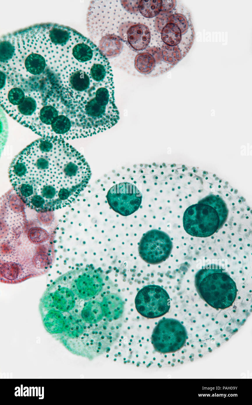 Volvox Microscope Slide