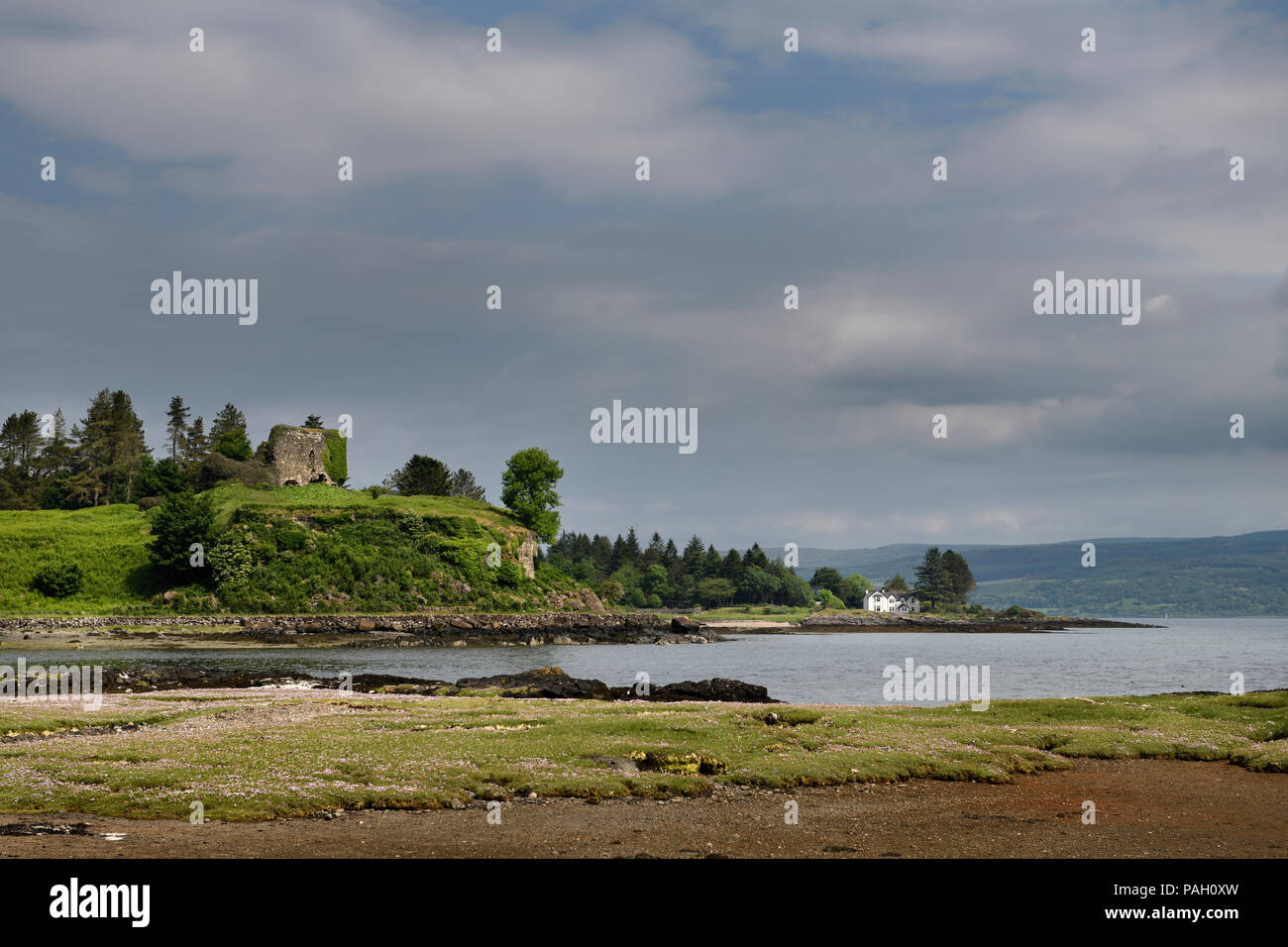 Salt marsh grass with Sea Thrift on shore of Sound of Mull with 13th ...