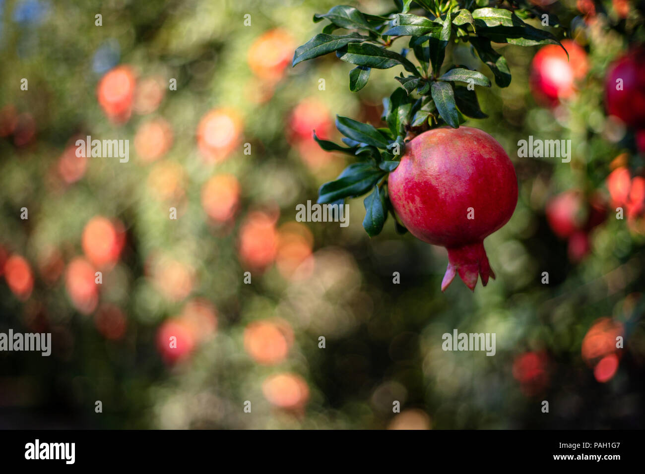 Pomegranate orchard hi-res stock photography and images - Alamy