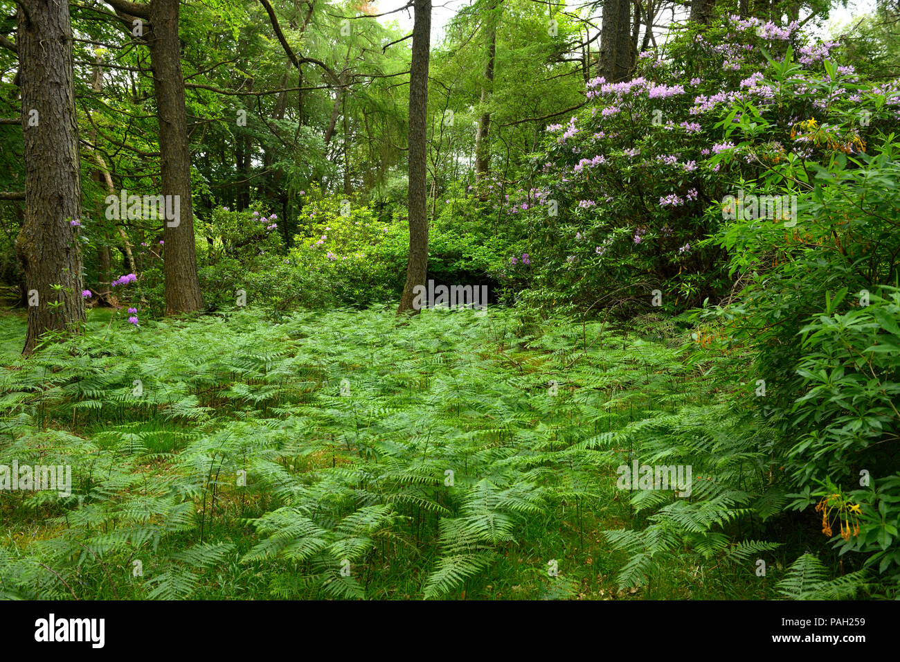 Isle of mull trees hi-res stock photography and images - Alamy