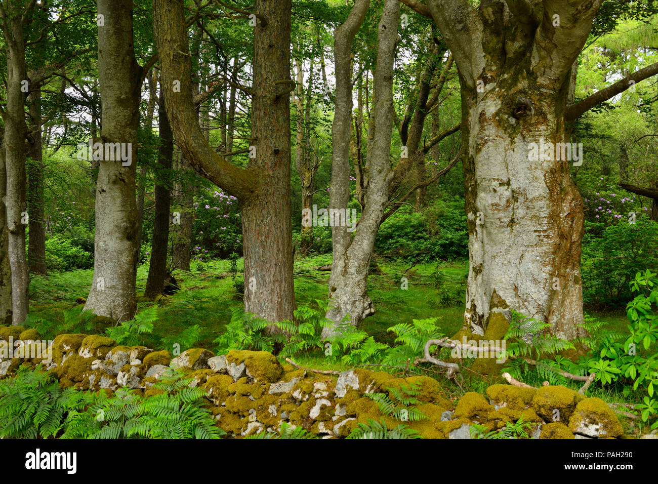 Woodland trees of Benmore Estate at Knock with bracken and Rhododendron ...