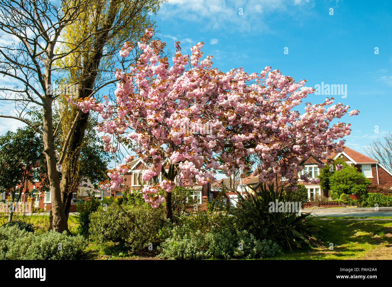 Cherry blossom tree Prunus serrulata 'Kanzan' in full flower in local ...