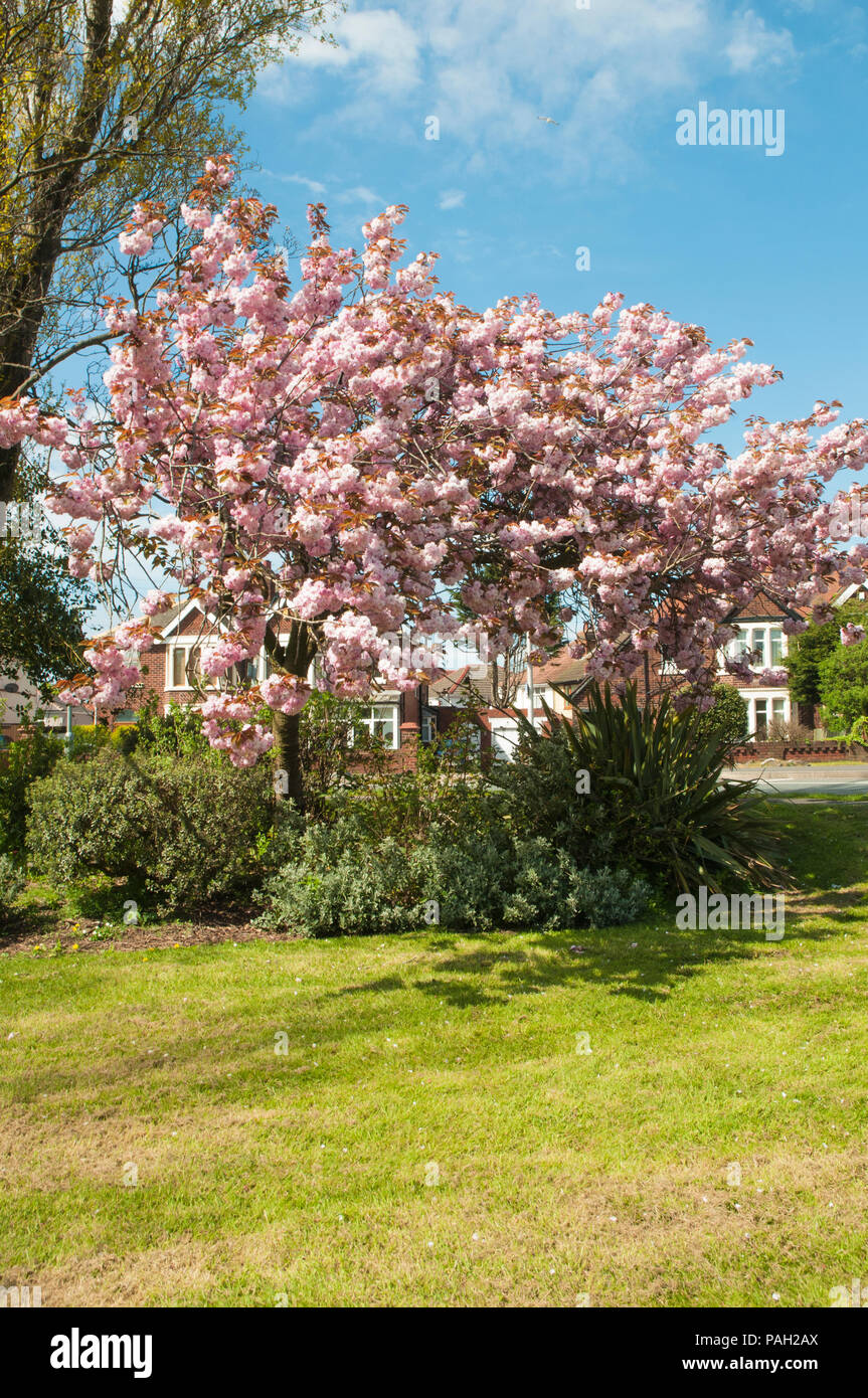 Cherry blossom tree Prunus serrulata 'Kanzan' in full flower in local ...