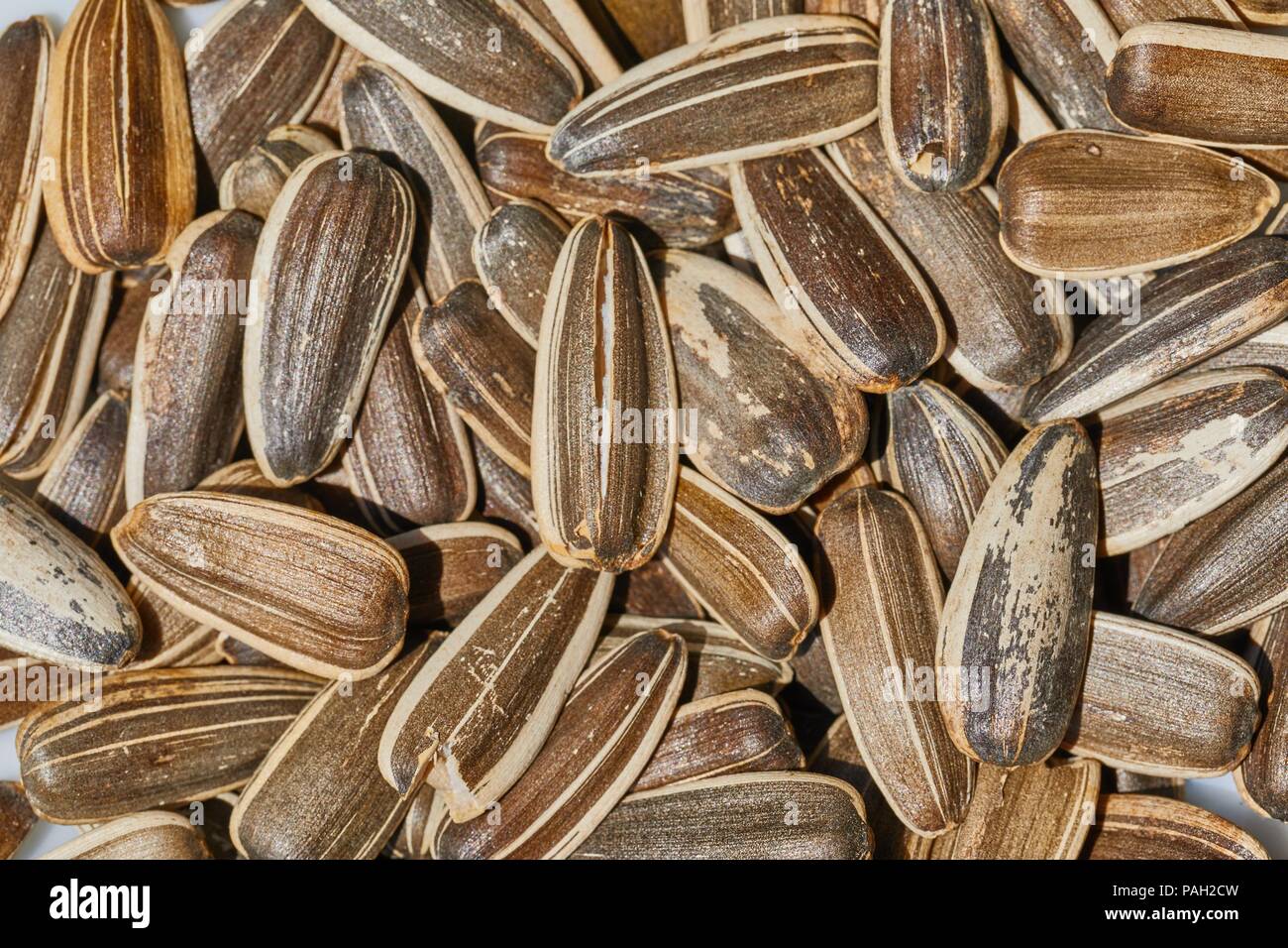 Seed of sunflower hi-res stock photography and images - Alamy