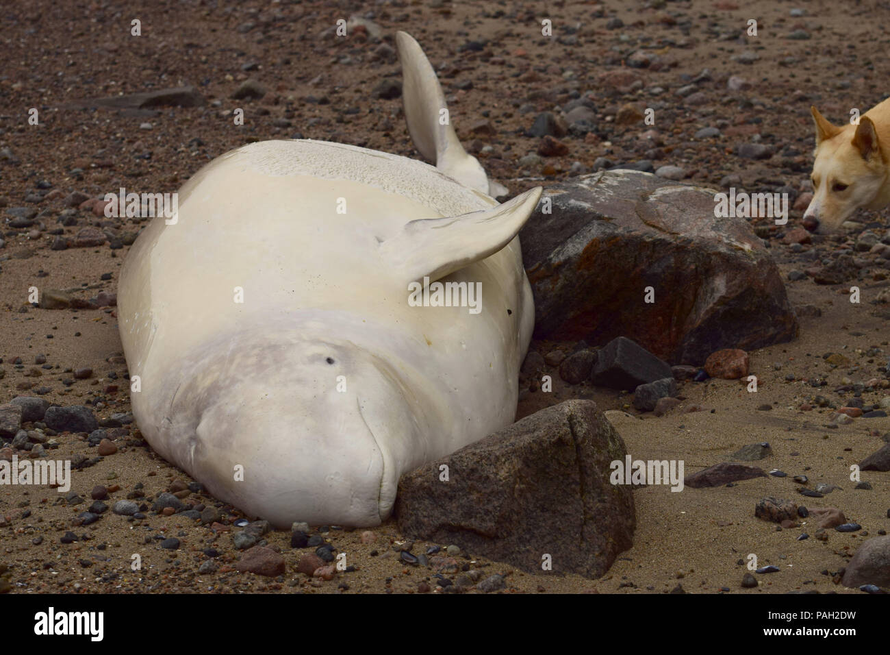 A dead beluga whale on the shore of the St-Lawrence River near Les ...