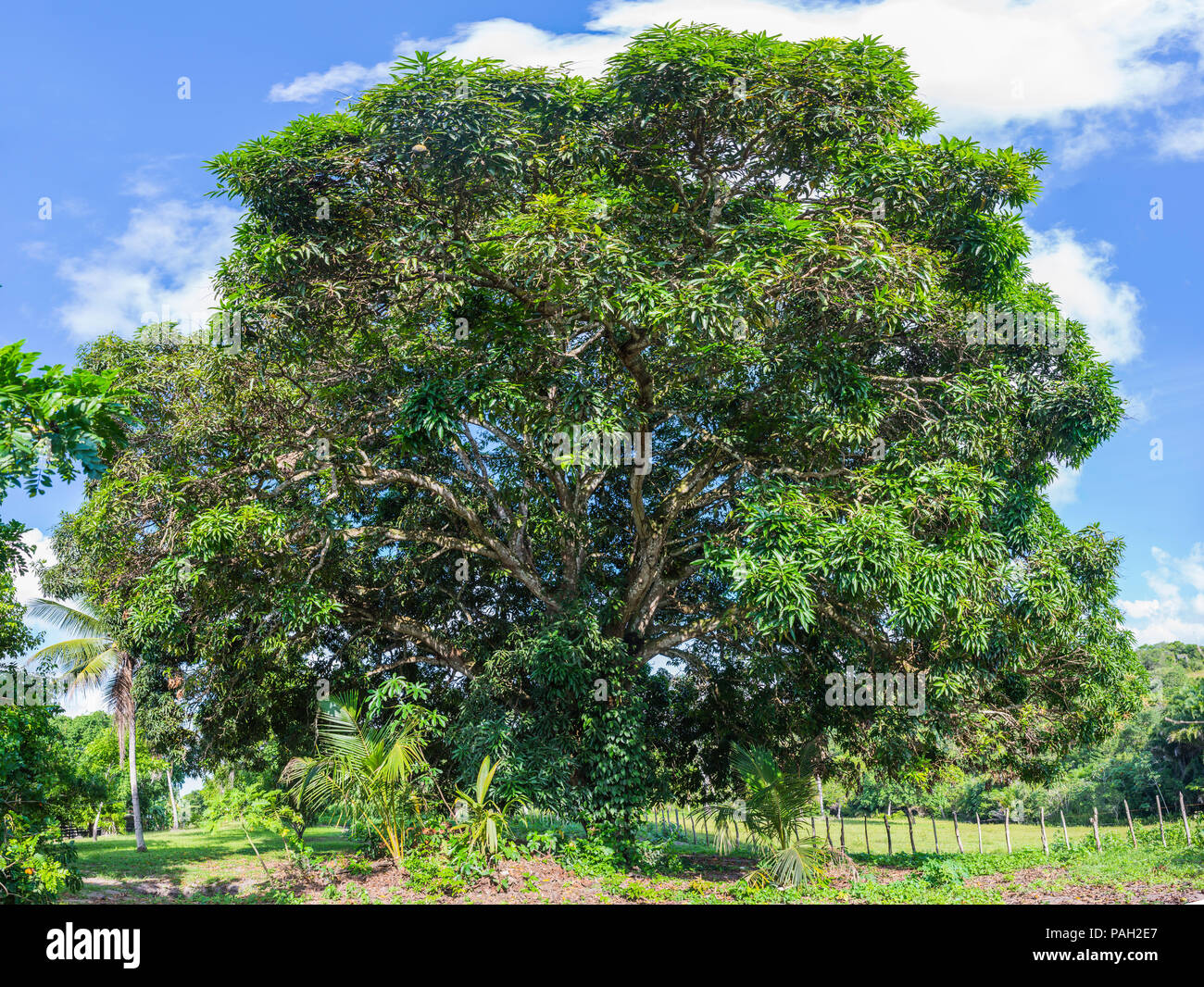 Big mango tree hi-res stock photography and images - Alamy