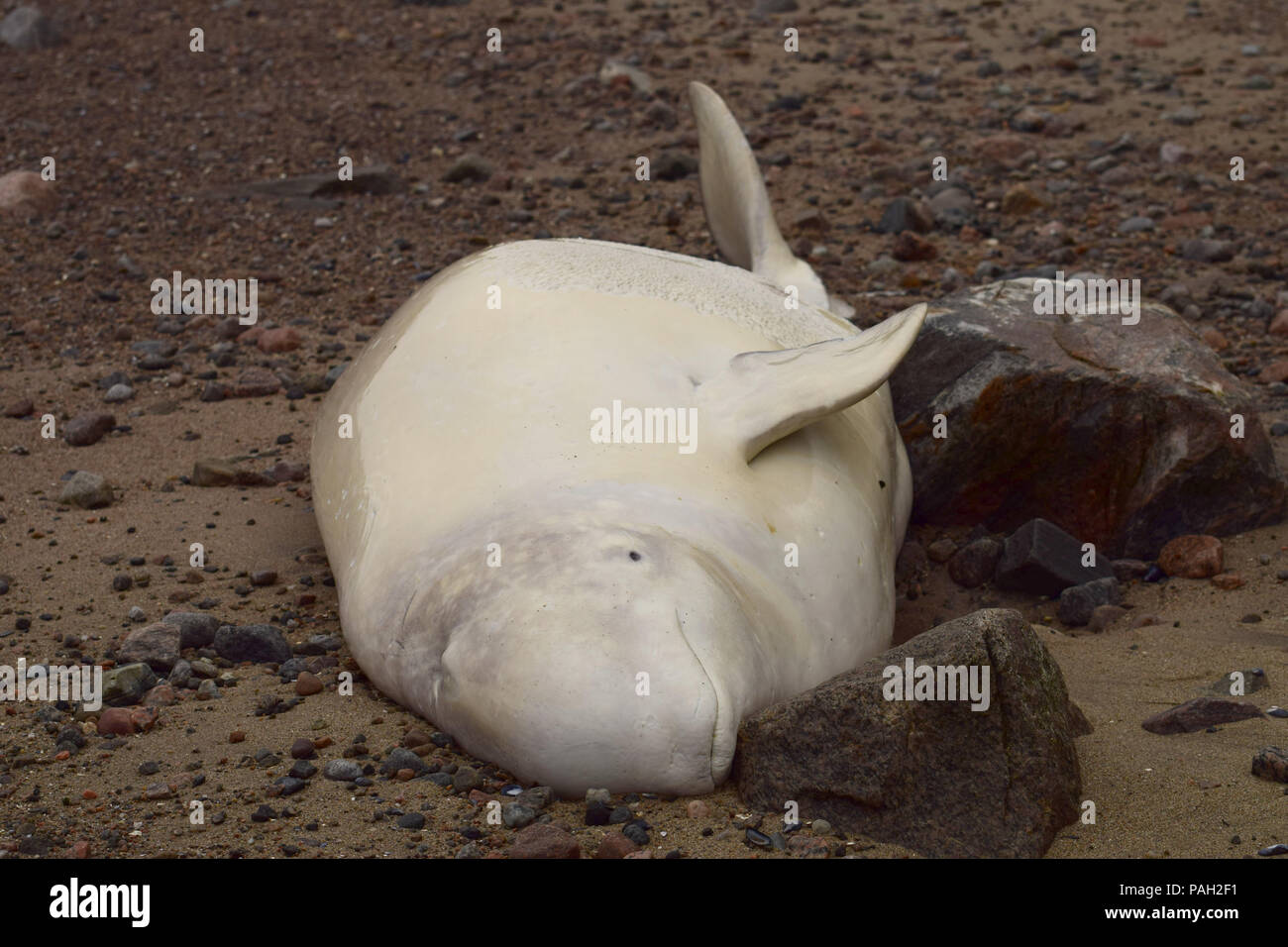 Beluga whale dead hi-res stock photography and images - Alamy