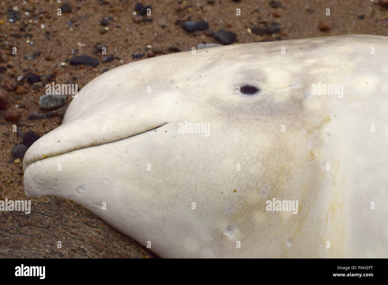 Isolated whale hi-res stock photography and images - Alamy