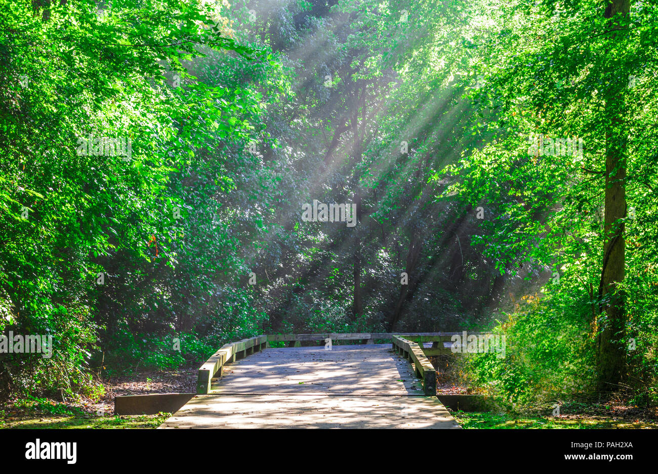 Sunlight on boardwalk hi-res stock photography and images - Alamy