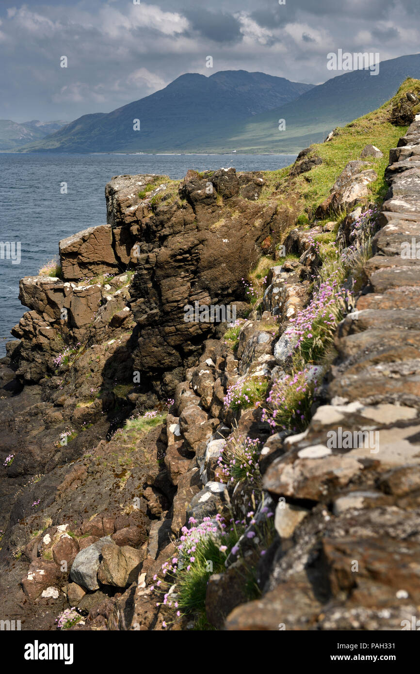 Cliff at Highway B8035 with Sea Thrift flowers on Loch Na Keal on the ...