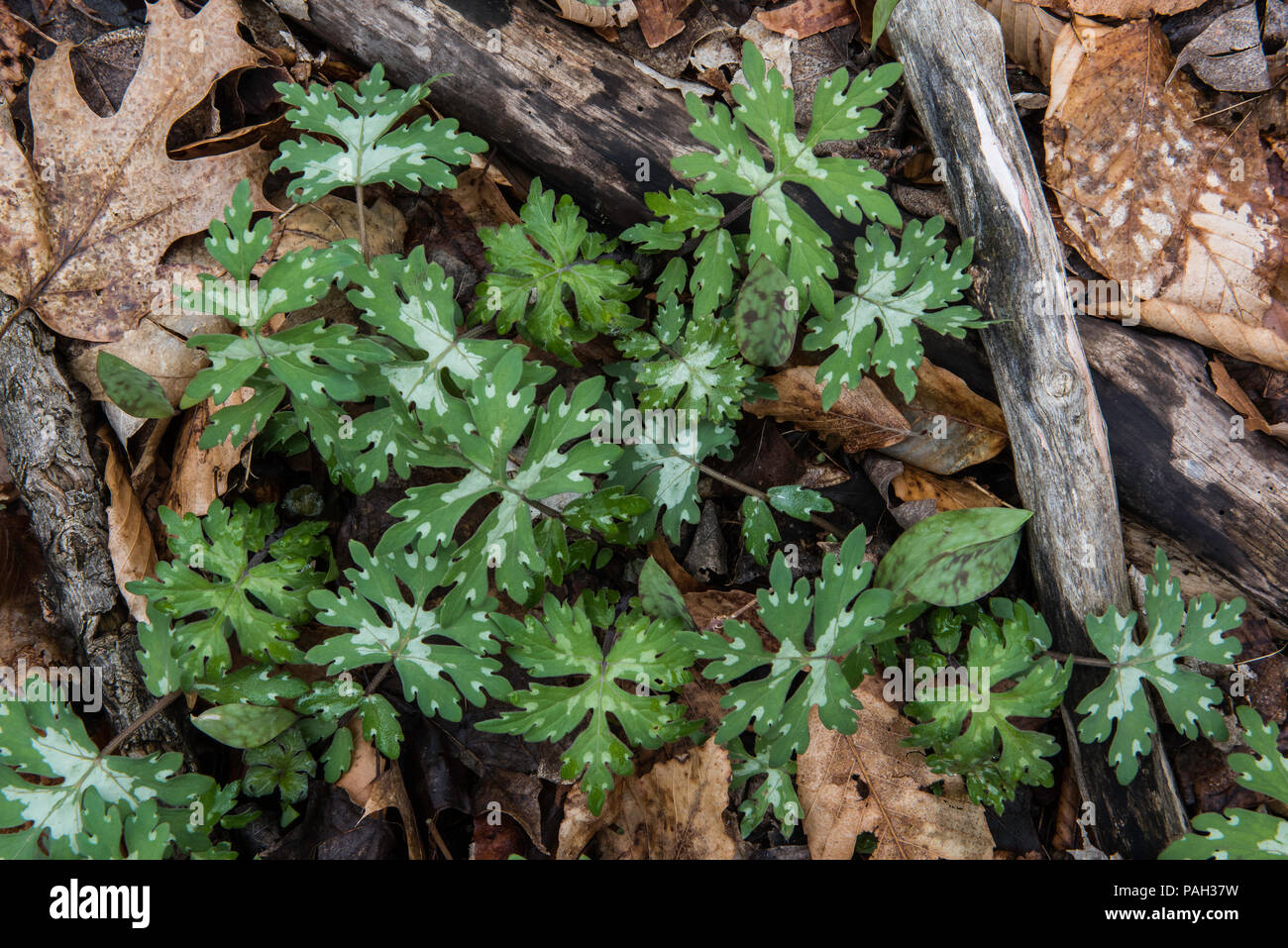 Hydrophyllum virginianum hi-res stock photography and images - Alamy