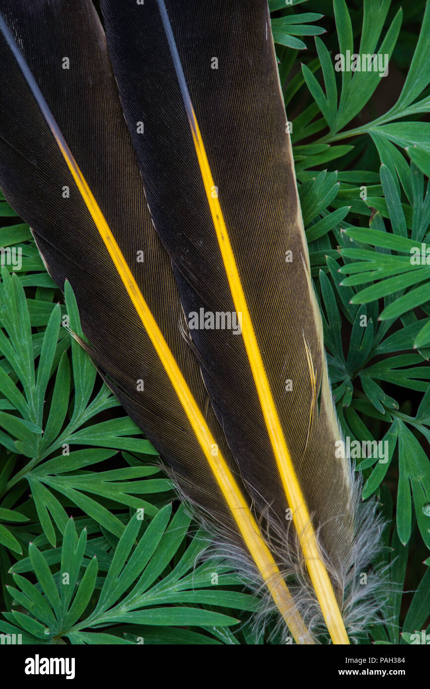 Flicker feather hi-res stock photography and images - Alamy
